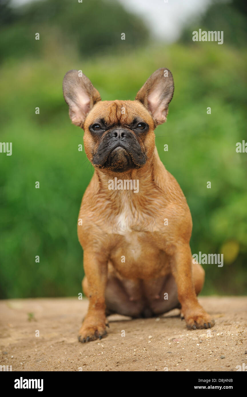 sitting French Bulldog Stock Photo - Alamy