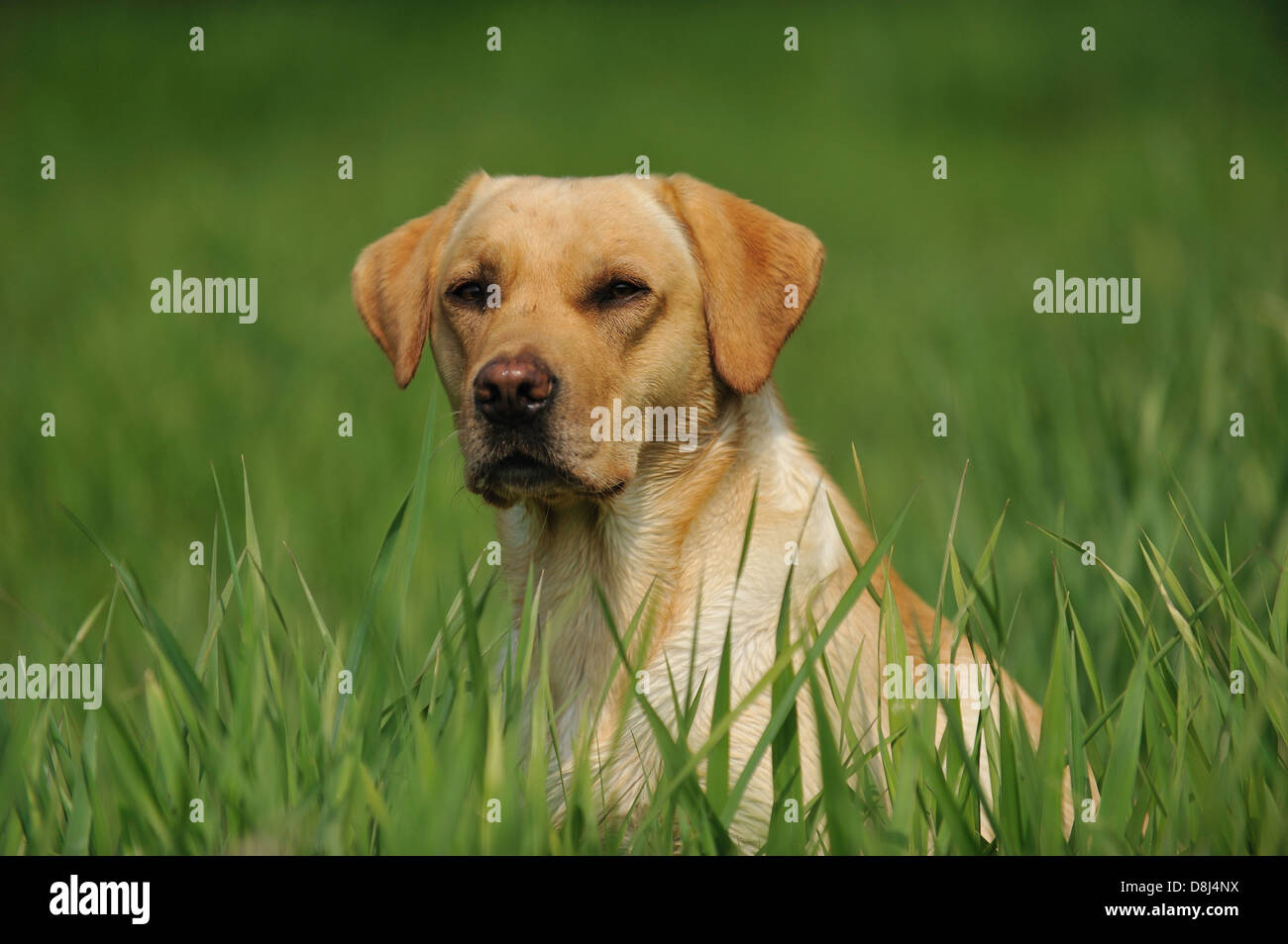 Labrador Retriever Portrait Stock Photo - Alamy