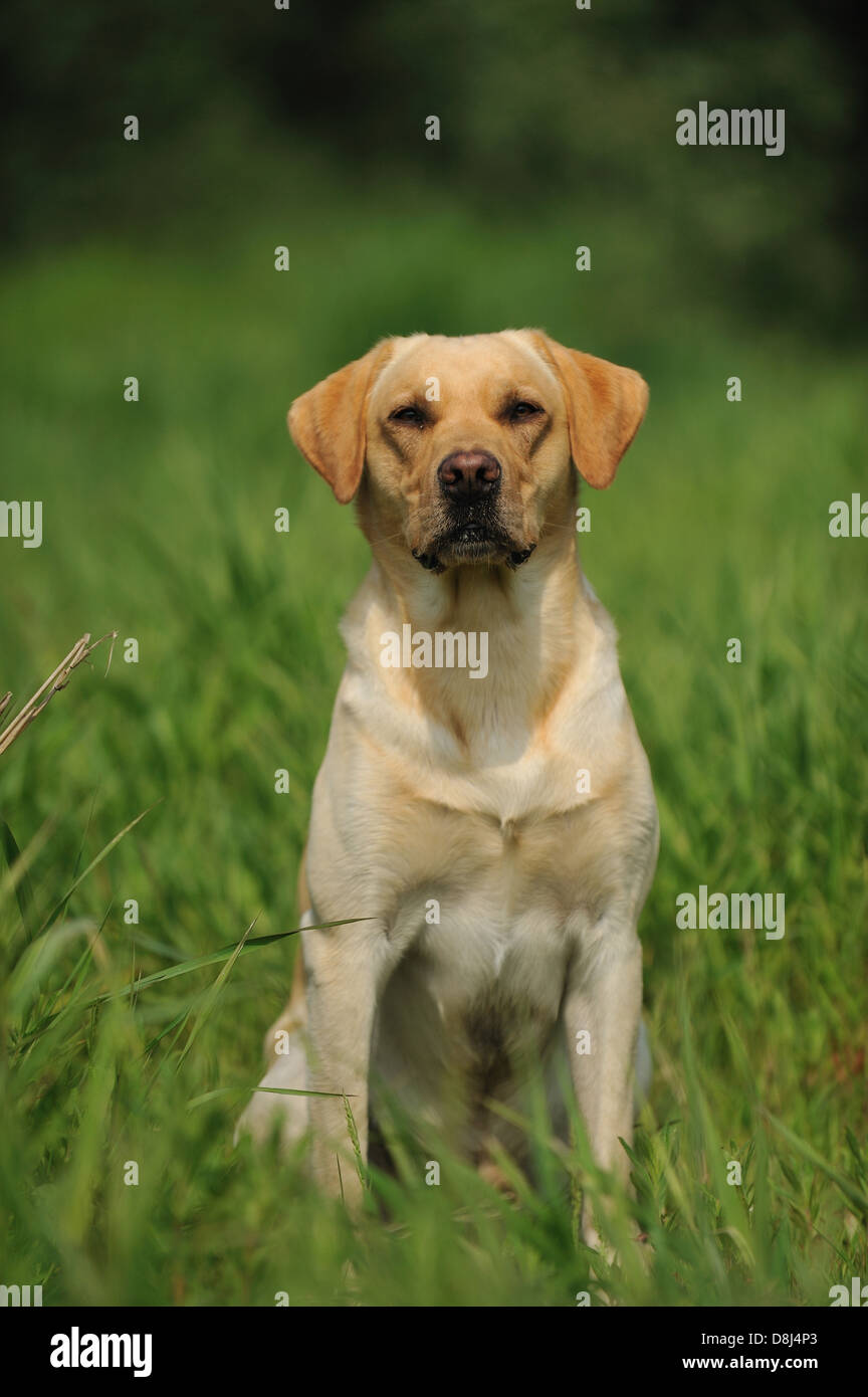 sitting Labrador Retriever Stock Photo - Alamy