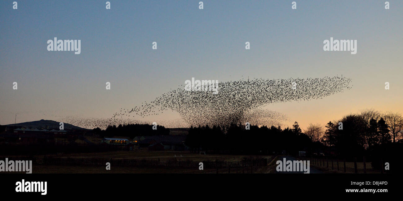 Starlings displaying at Okehampton Camp, Devon Stock Photo - Alamy