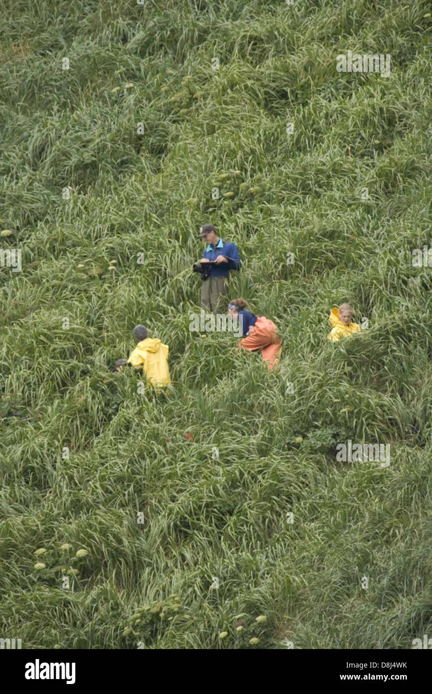 Four people walk through tall grass on a steep slope, navigating the ...