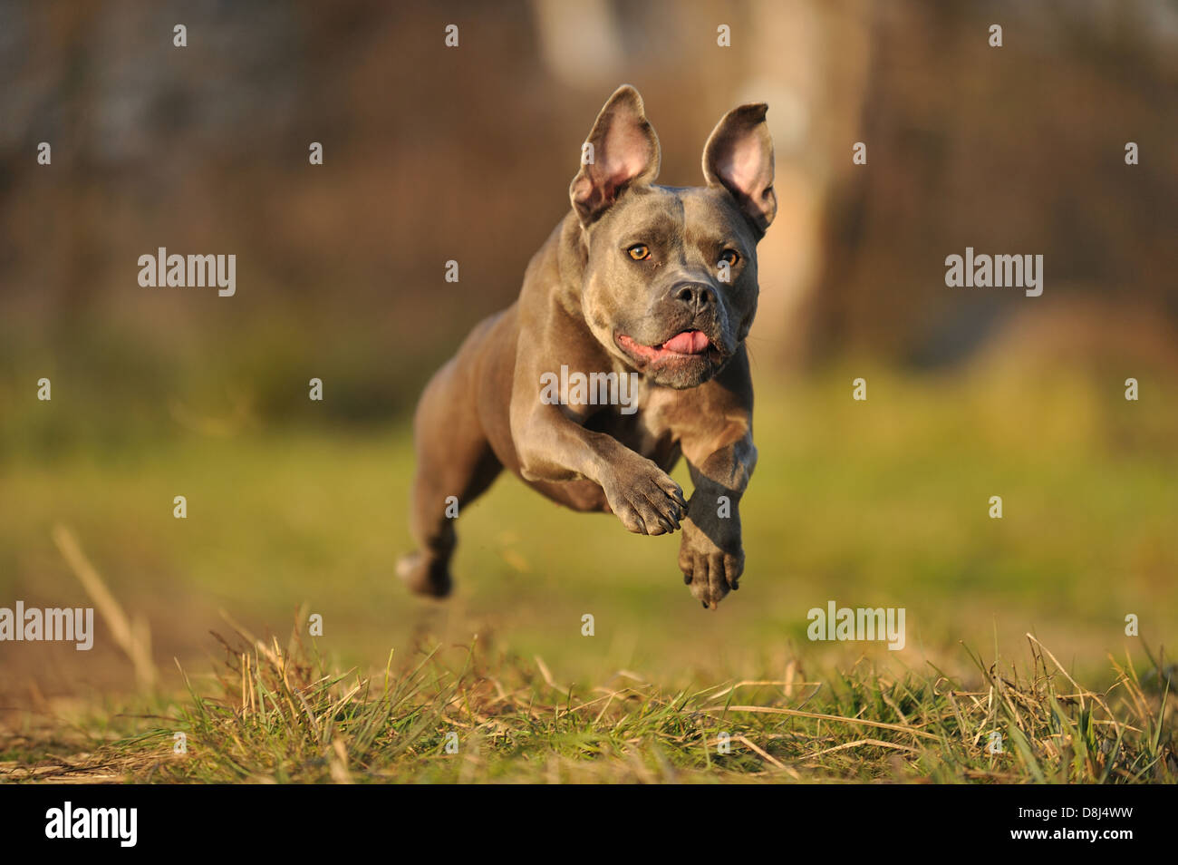 running American Staffordshire Terrier Stock Photo - Alamy