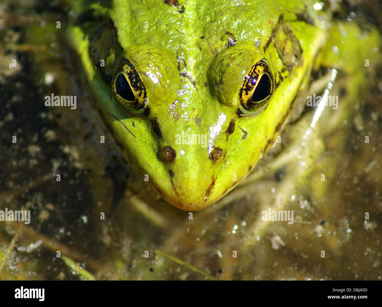 Lime green frog hi-res stock photography and images - Alamy