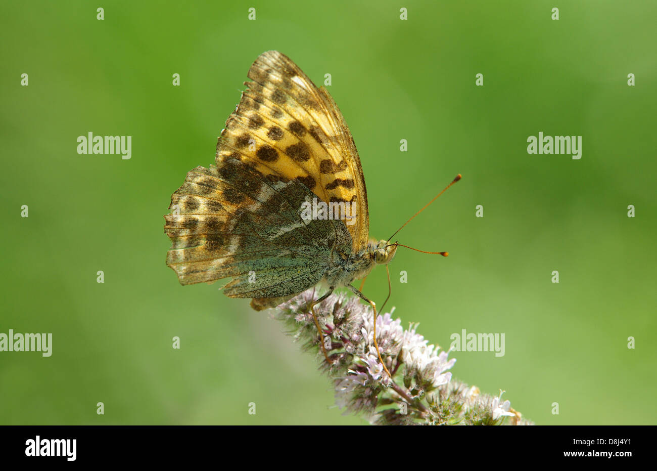 Fritillary - Butterfly Stock Photo - Alamy