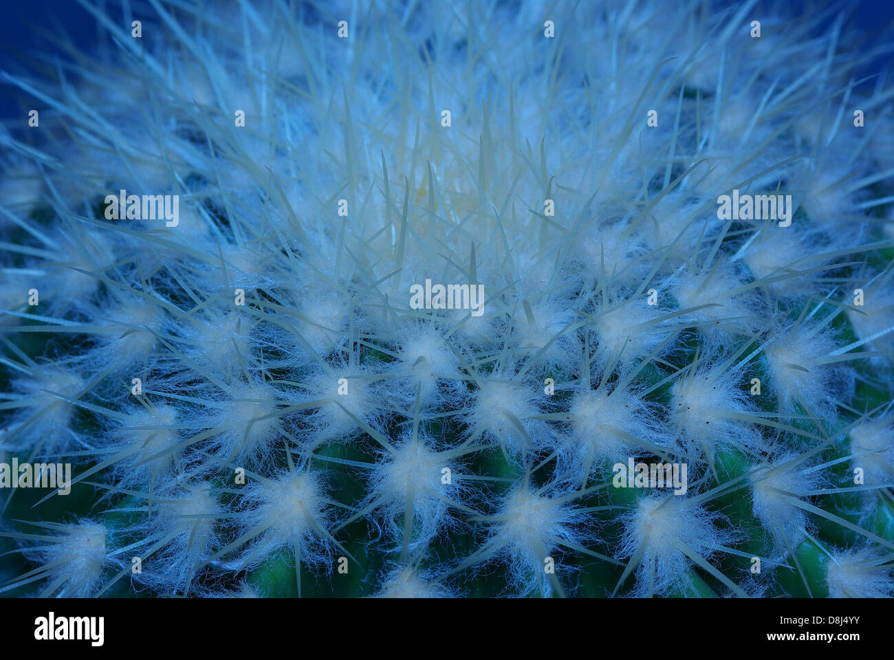 Cactus Surface in blue Light Stock Photo - Alamy