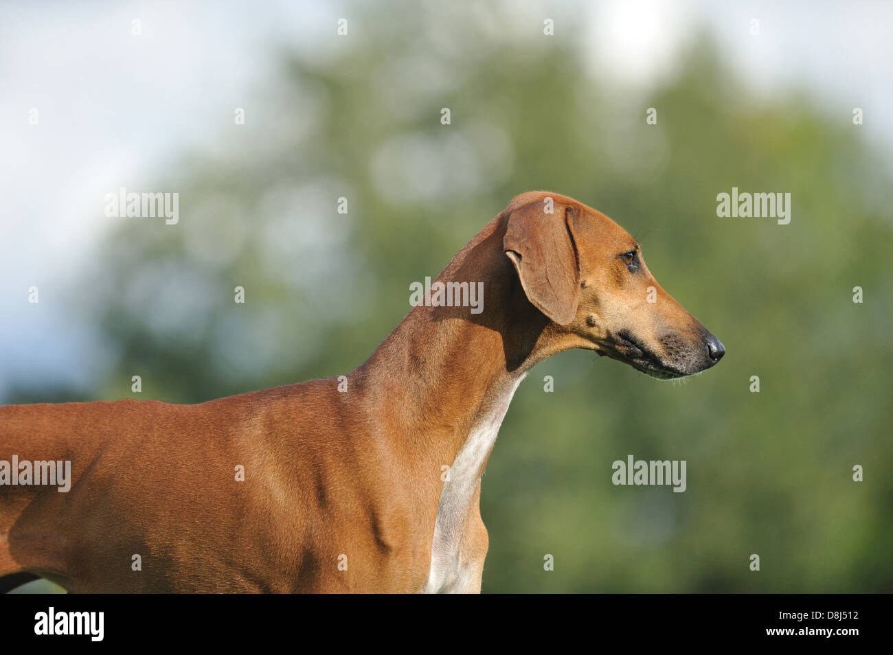 Azawakhs High Resolution Stock Photography and Images - Alamy