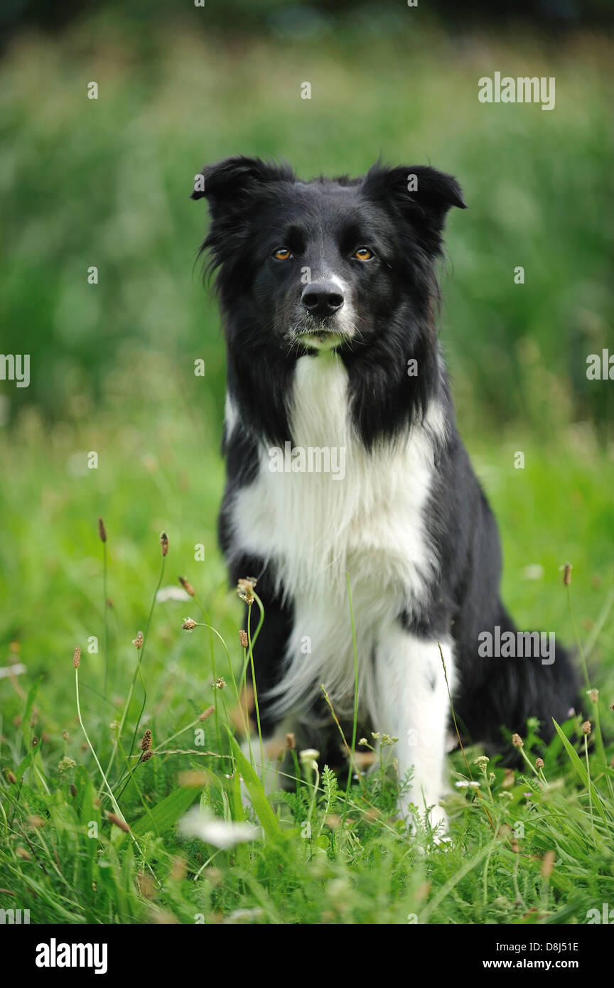 sitting Border Collie Stock Photo - Alamy