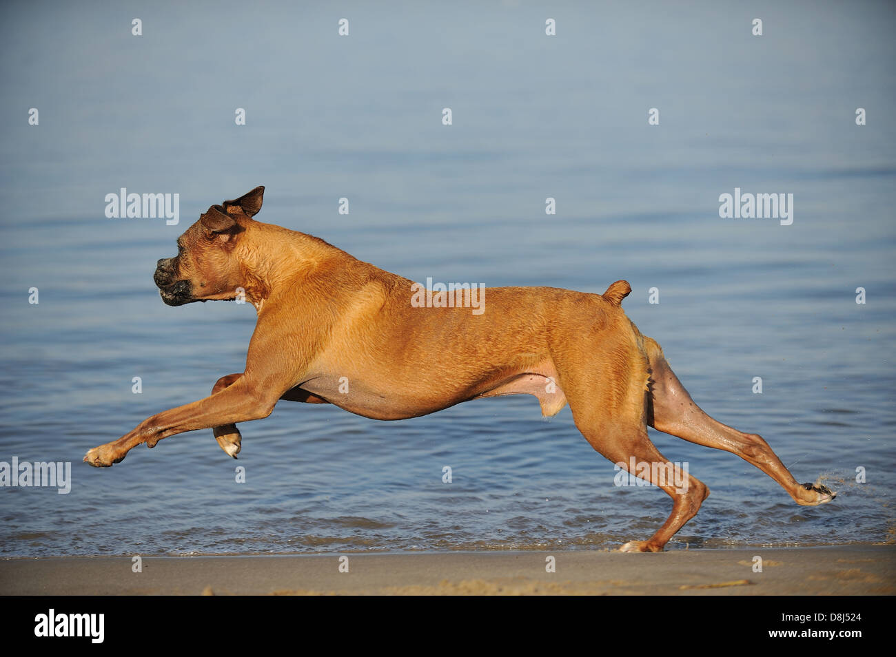 walking German Boxer Stock Photo - Alamy