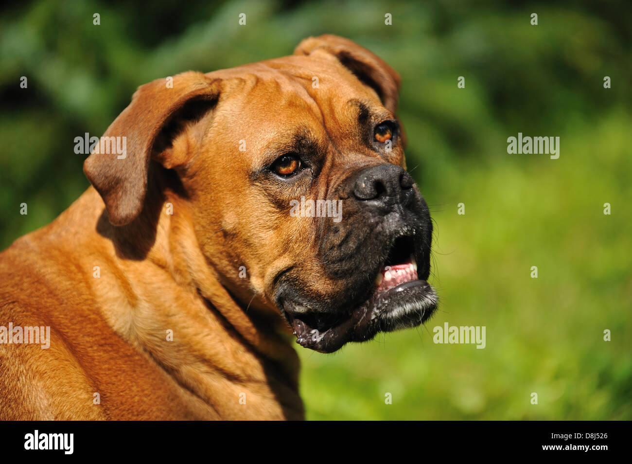 German Boxer Portrait Stock Photo - Alamy