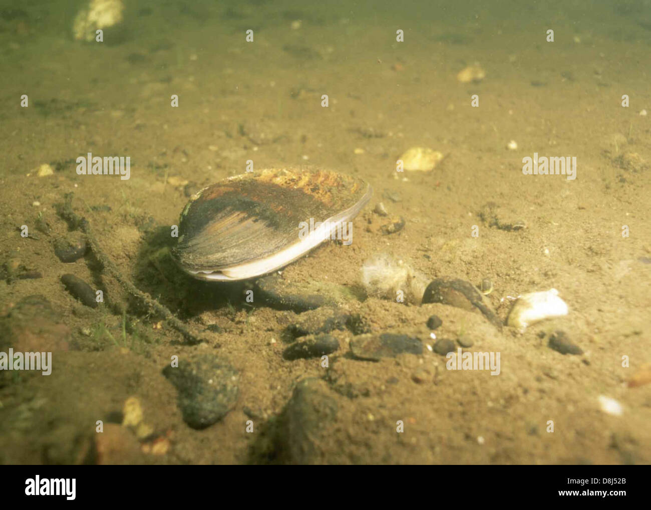 A freshwater mussel is photographed underwater in its natural habitat ...