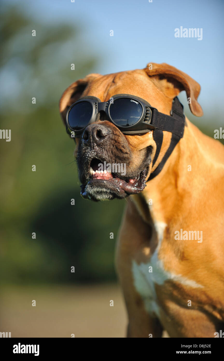 German Boxer Portrait Stock Photo - Alamy