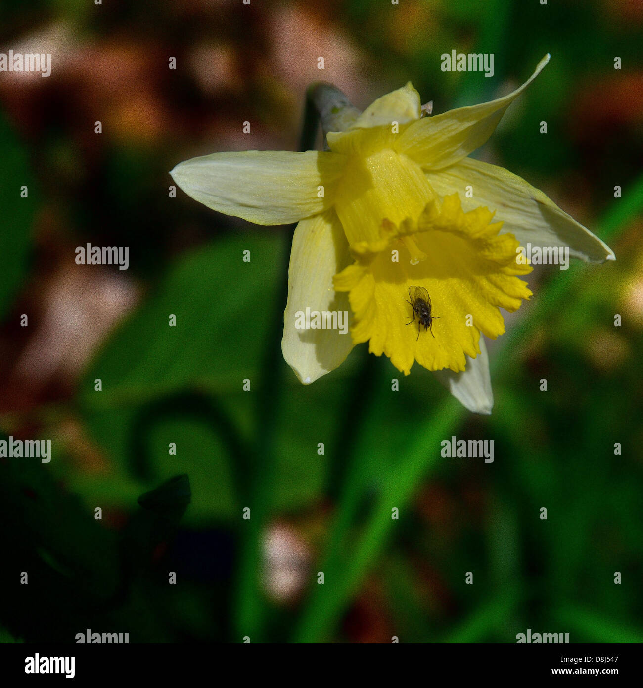 Dartmoor wild flower hi-res stock photography and images - Alamy