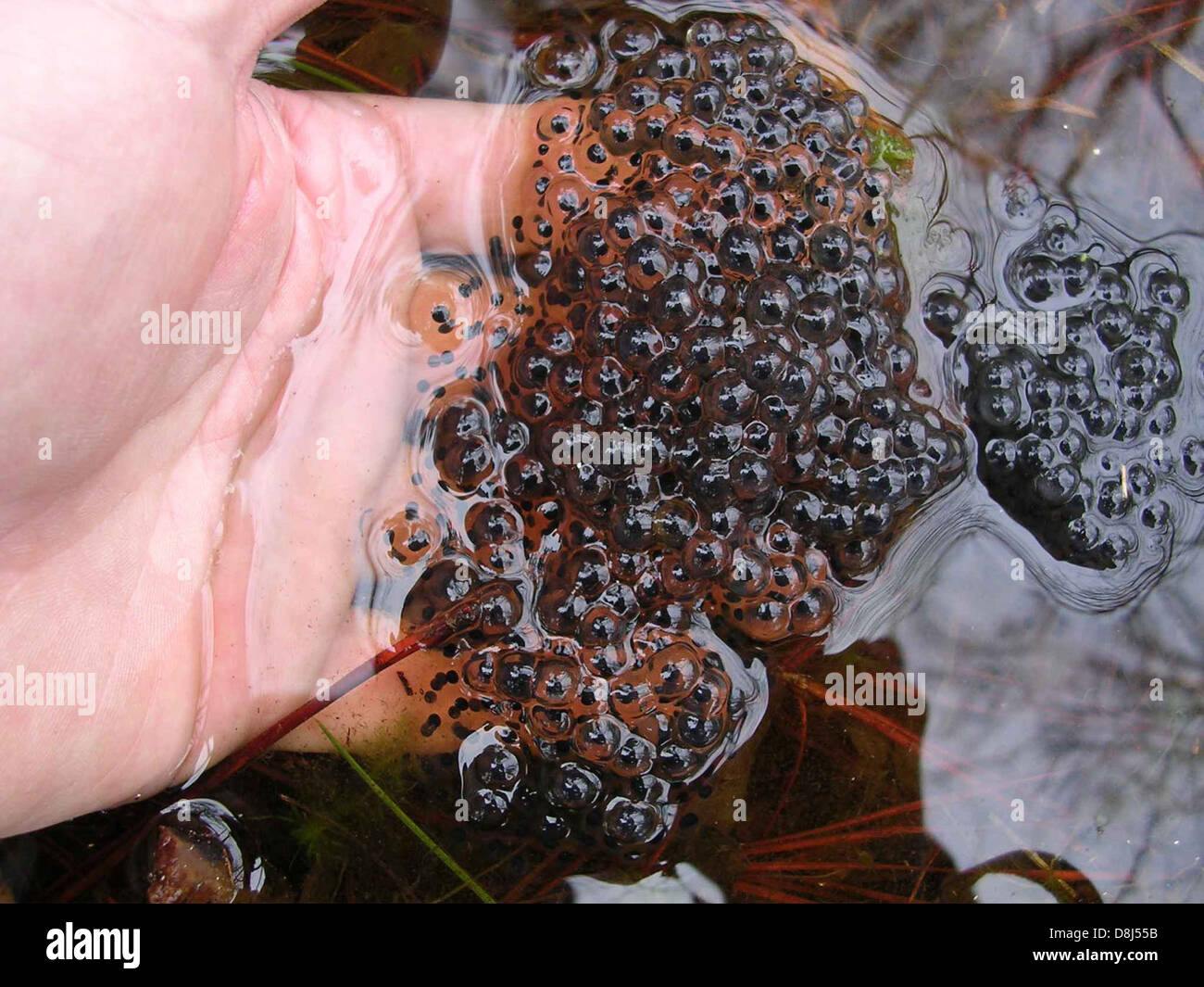 A cluster of frog eggs resting in a small body of water. The eggs are ...