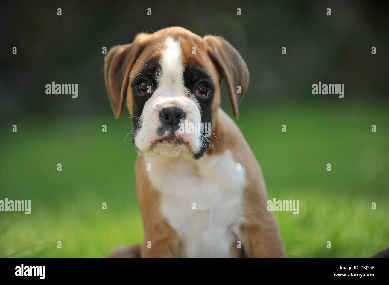 German Boxer Puppy Stock Photo - Alamy