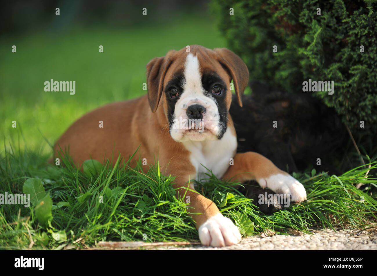 German Boxer Puppy Stock Photo - Alamy