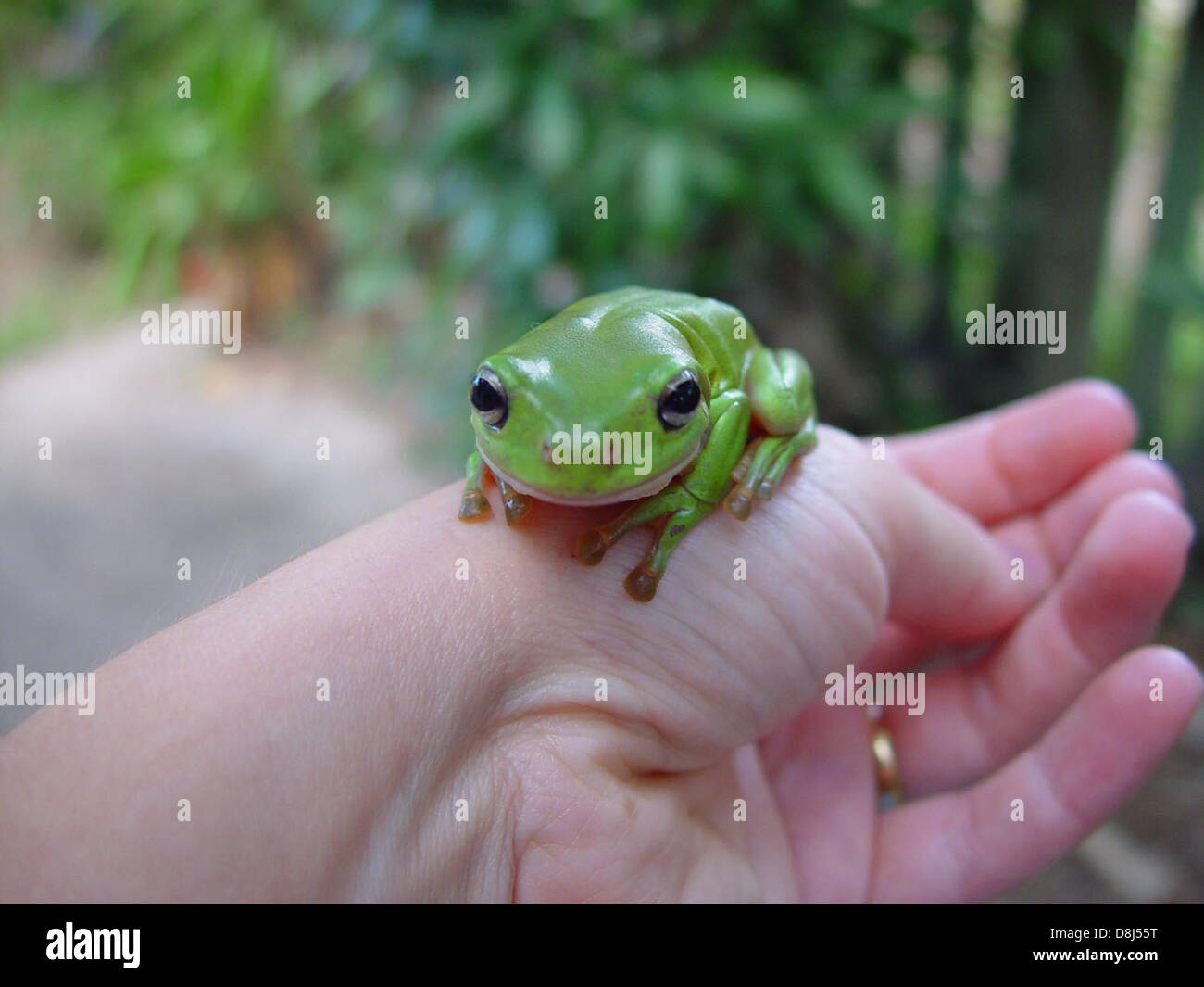 Frog in hand (1 Stock Photo - Alamy