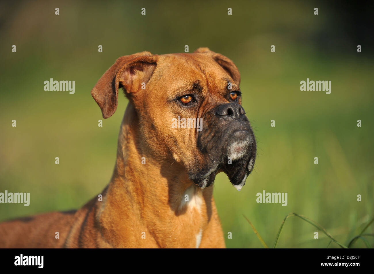 German Boxer Portrait Stock Photo - Alamy