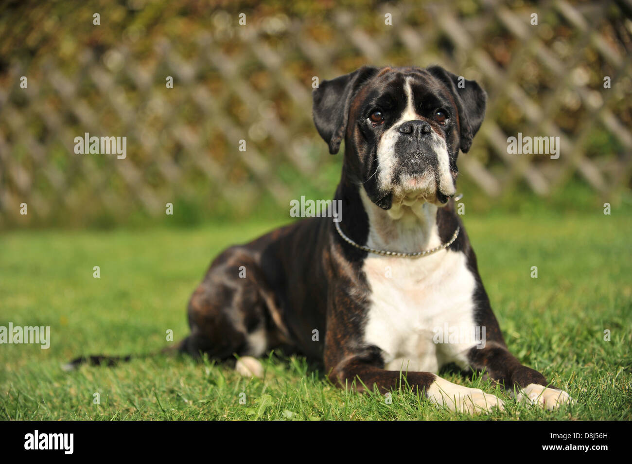 lying German Boxer Stock Photo - Alamy