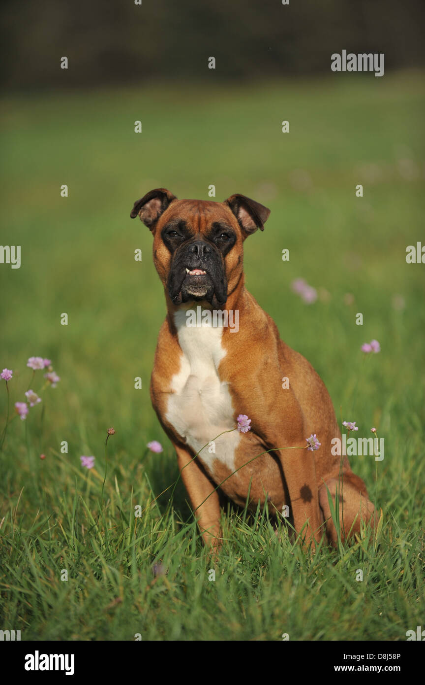 sitting German Boxer Stock Photo - Alamy