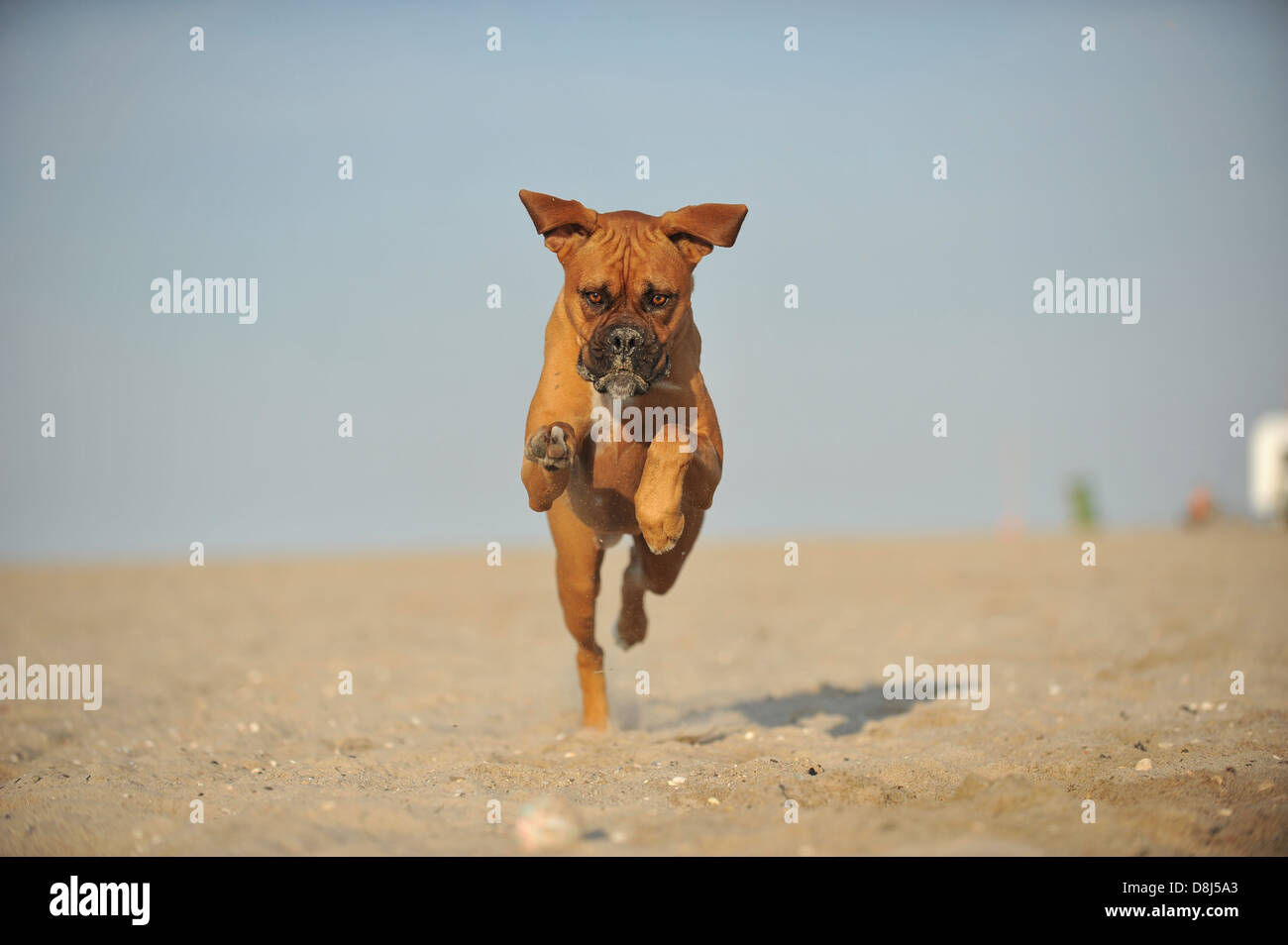 running German Boxer Stock Photo - Alamy