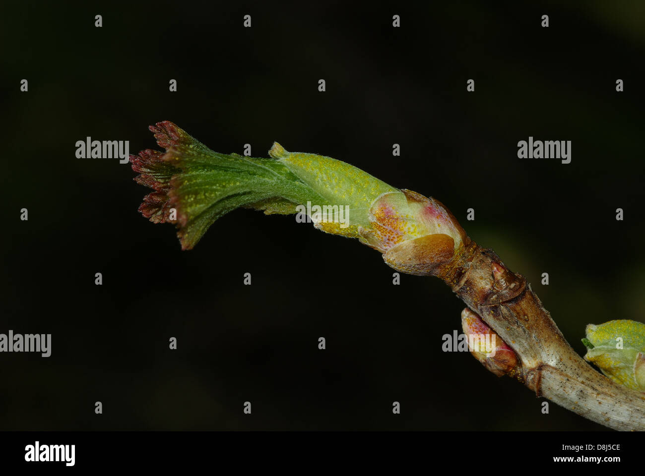 Lateral bud hi-res stock photography and images - Alamy