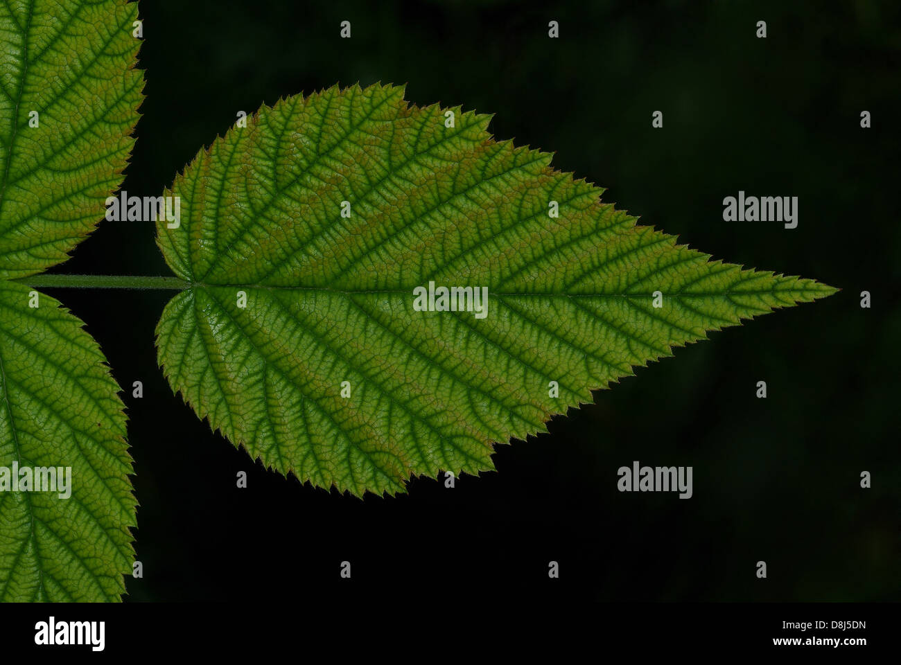Pinnate leaf structure hi-res stock photography and images - Alamy