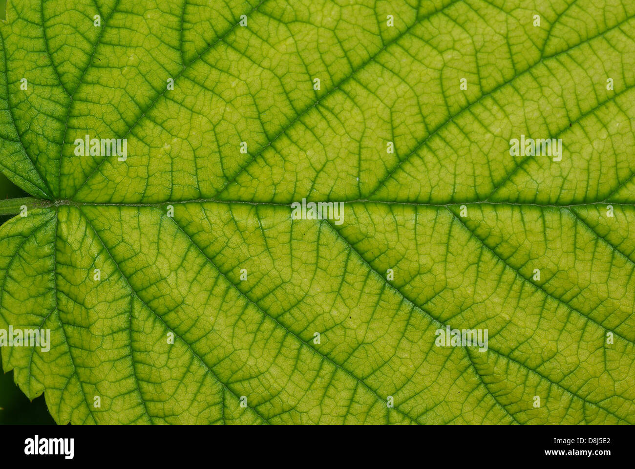 Leitbündel hi-res stock photography and images - Alamy