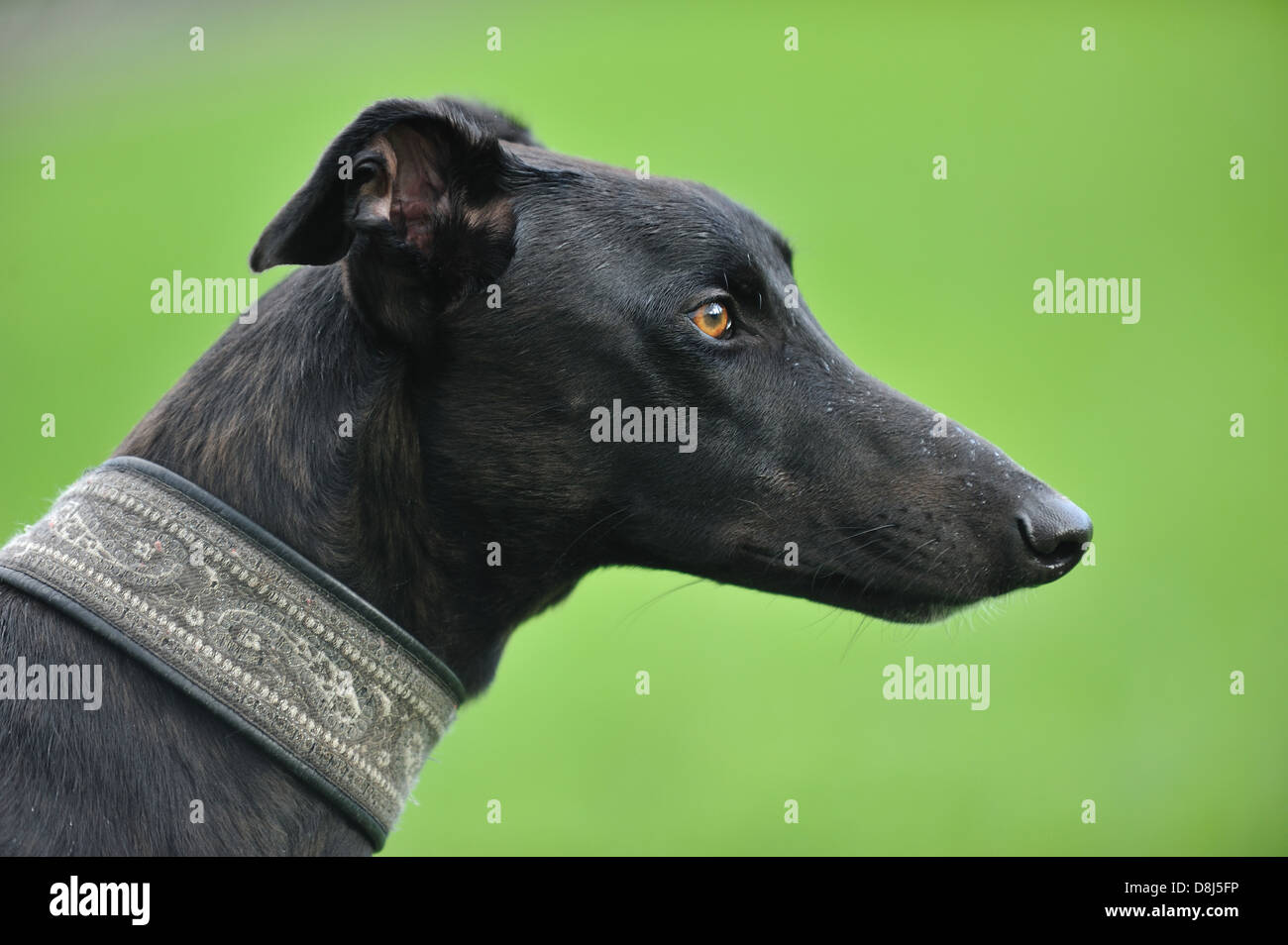 Dogs greyhound hi-res stock photography and images - Alamy