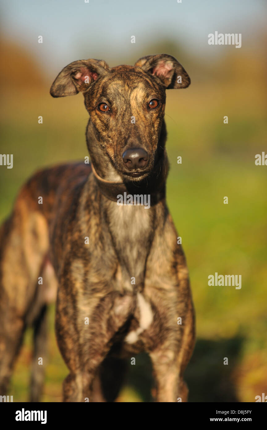 Brindle greyhound hi-res stock photography and images - Alamy