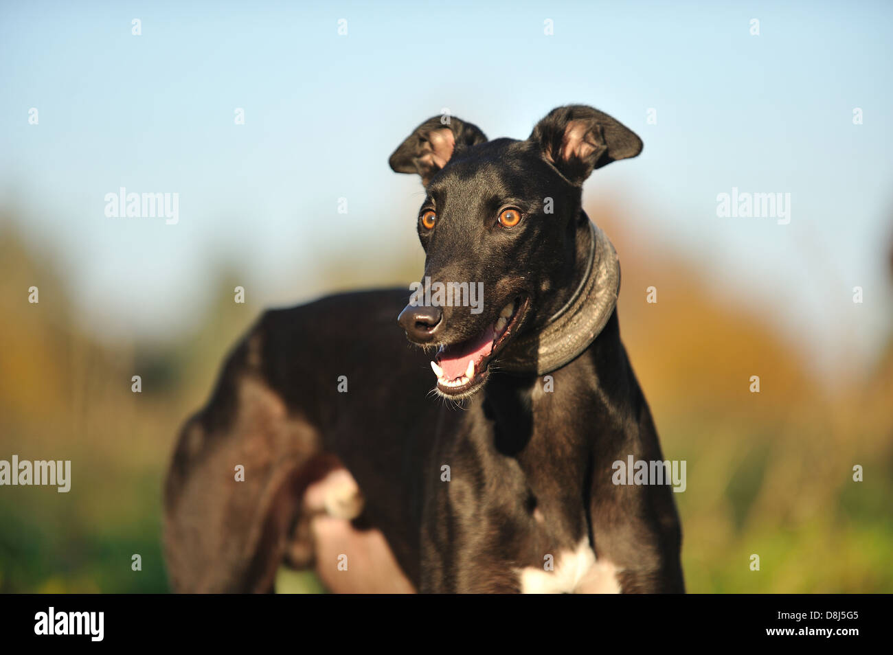 Dogs greyhound hi-res stock photography and images - Alamy
