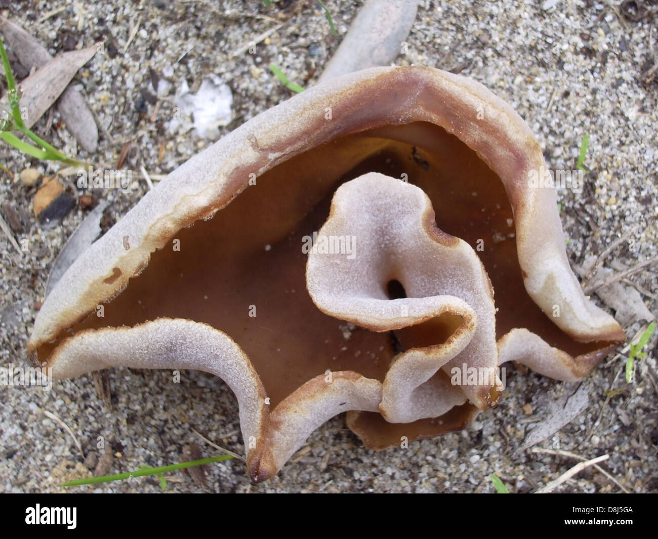 This image shows a close-up of a cup fungi, a type of small, delicate ...