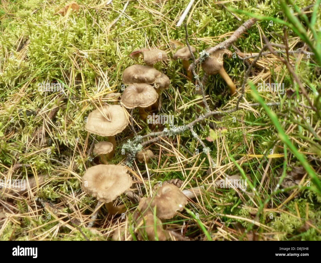 A close-up of funnel chanterelle mushrooms, known for their distinctive ...
