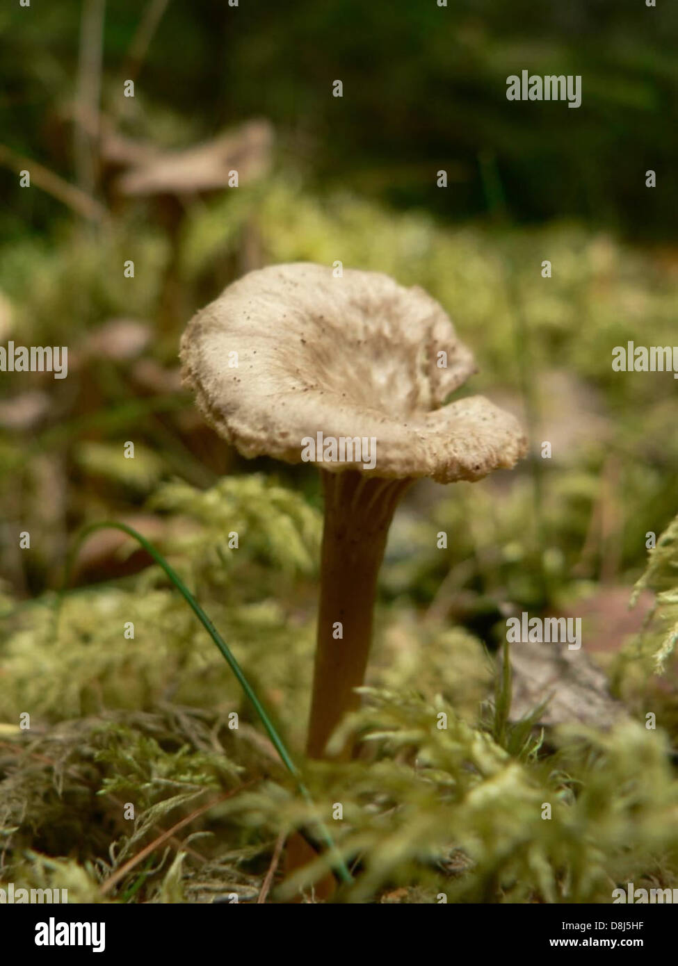 A close-up image of a funnel chanterelle mushroom, with its distinct ...