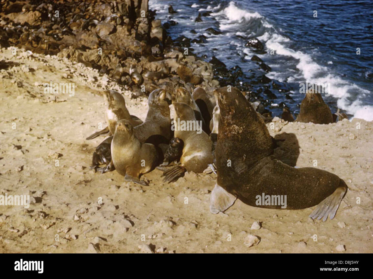 A fur seal resting on rocks by the ocean. The image captures the seal's ...