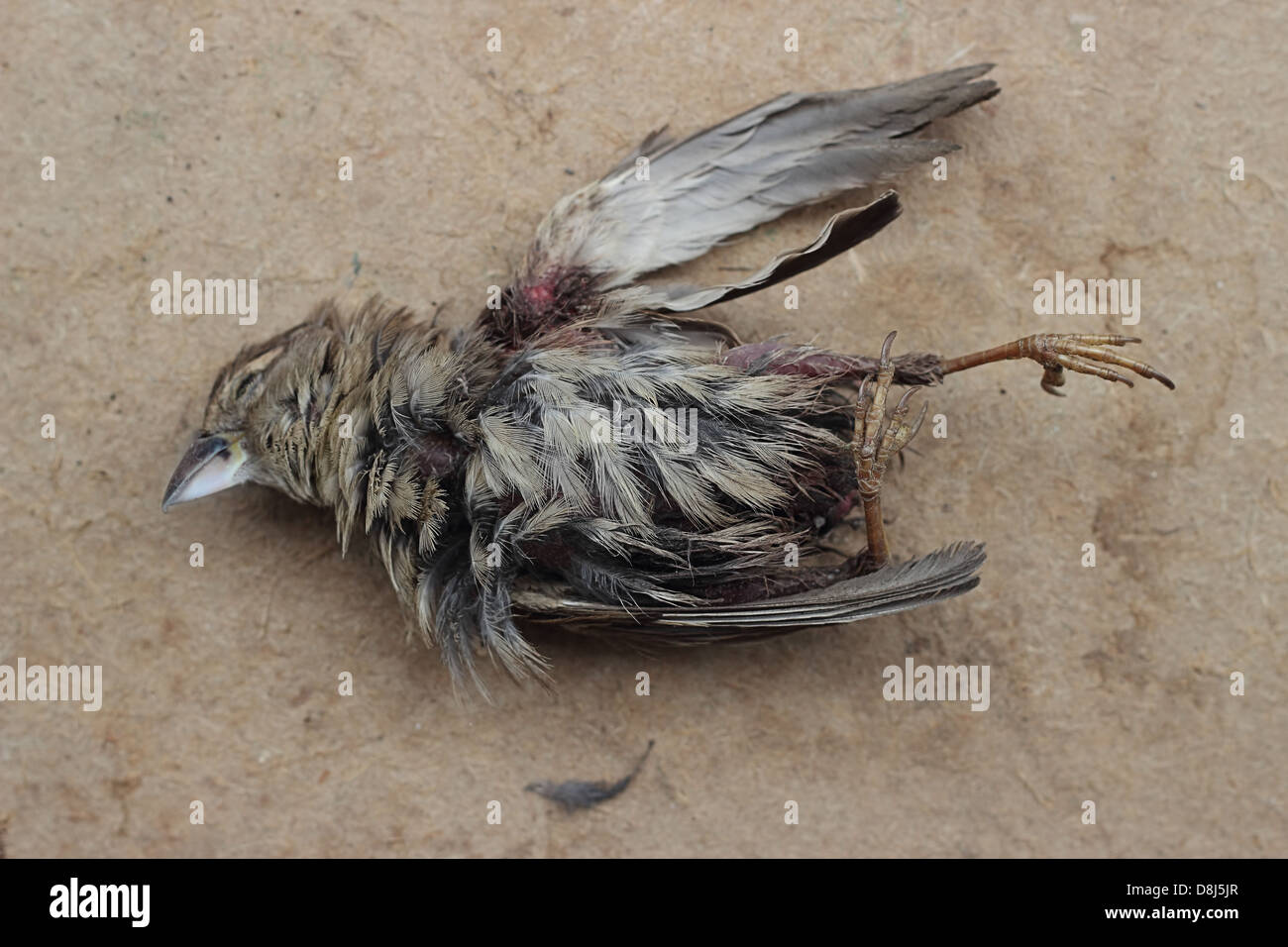 Dead farm animals field hi-res stock photography and images - Alamy