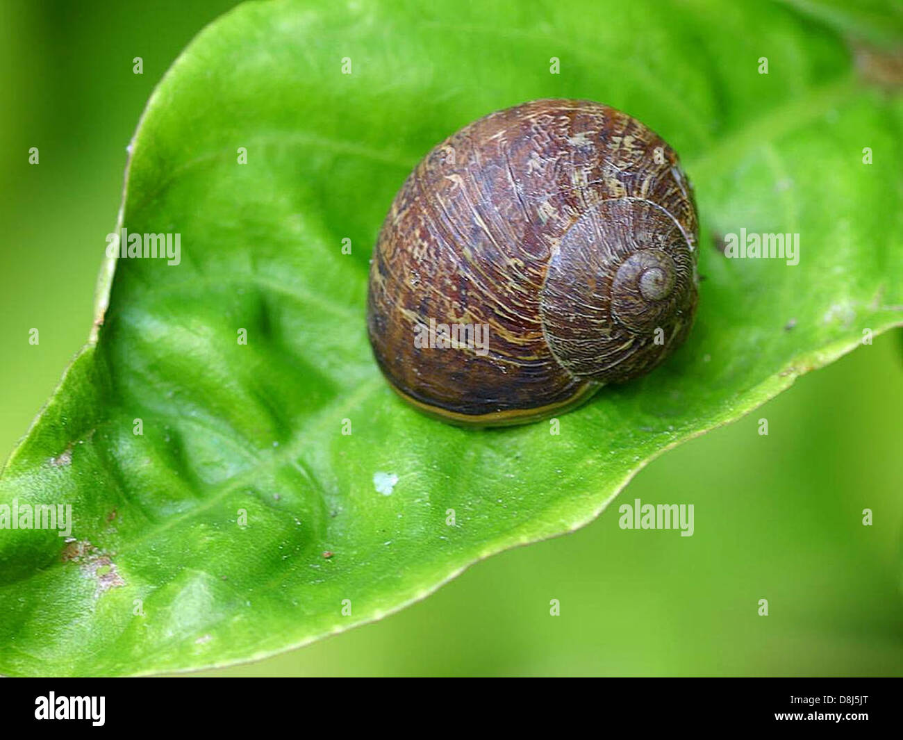 A close-up image of garden snails moving slowly on a wet surface. The ...