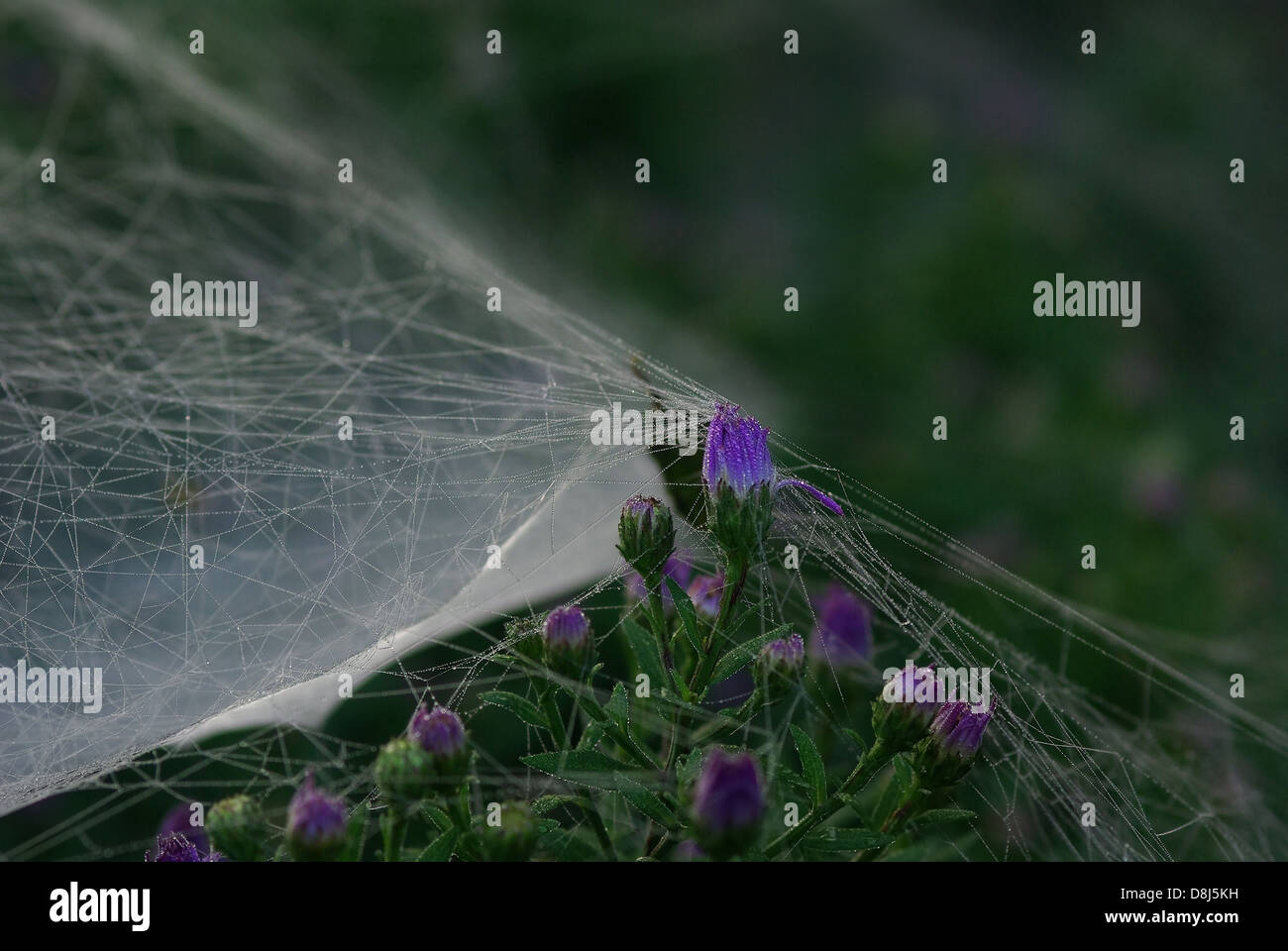 Canopy network via switches Stock Photo - Alamy
