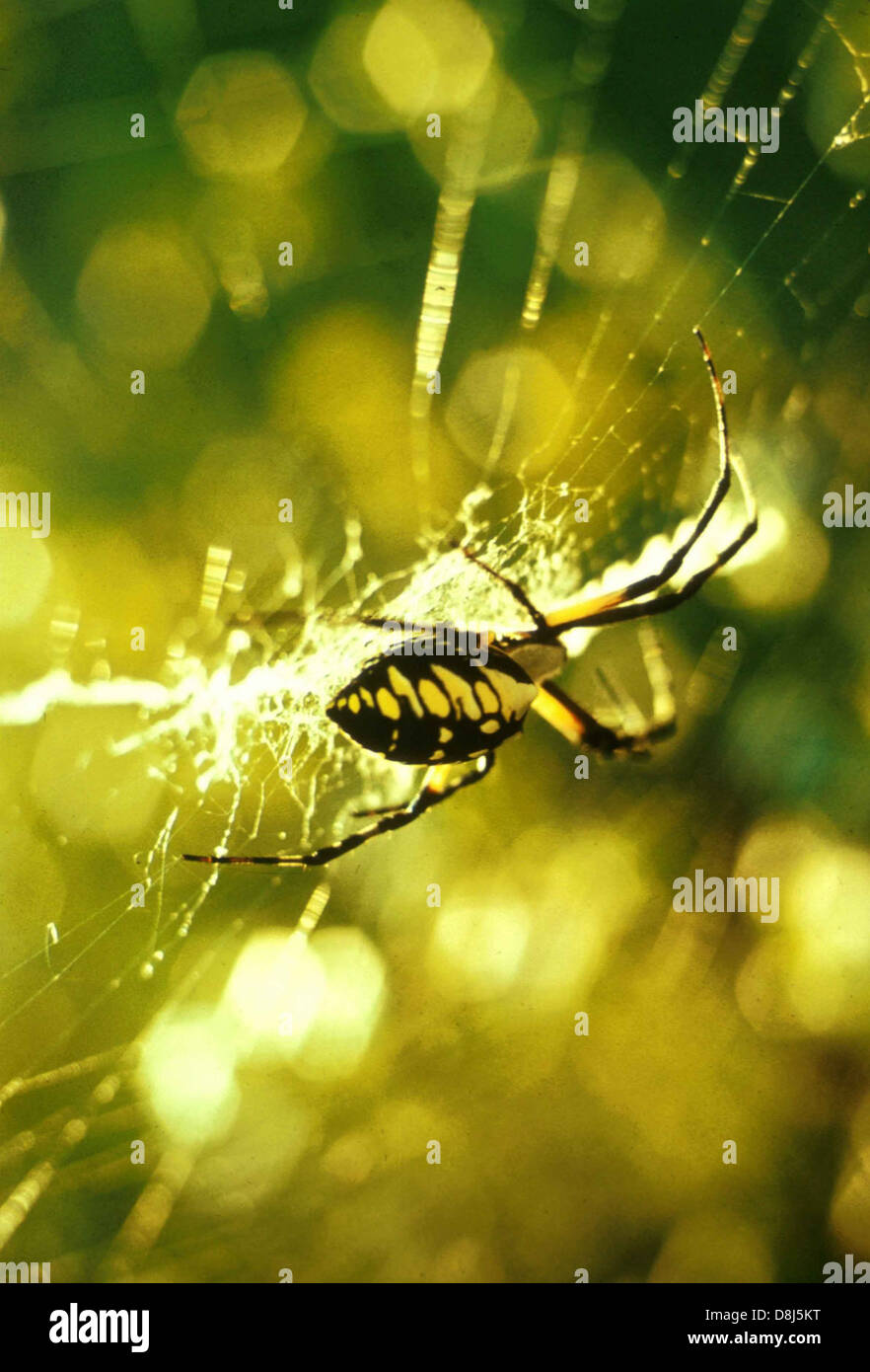 Spiders body structure hi-res stock photography and images - Alamy