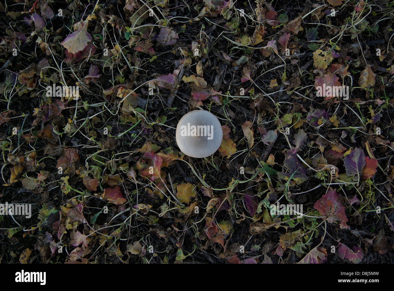 Soil fungus hi-res stock photography and images - Alamy