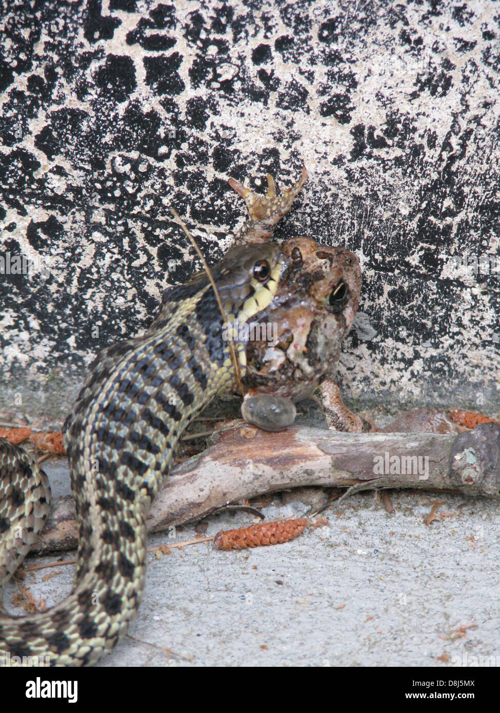 A garter snake (Thamnophis sirtalis) is captured mid-feeding, consuming ...