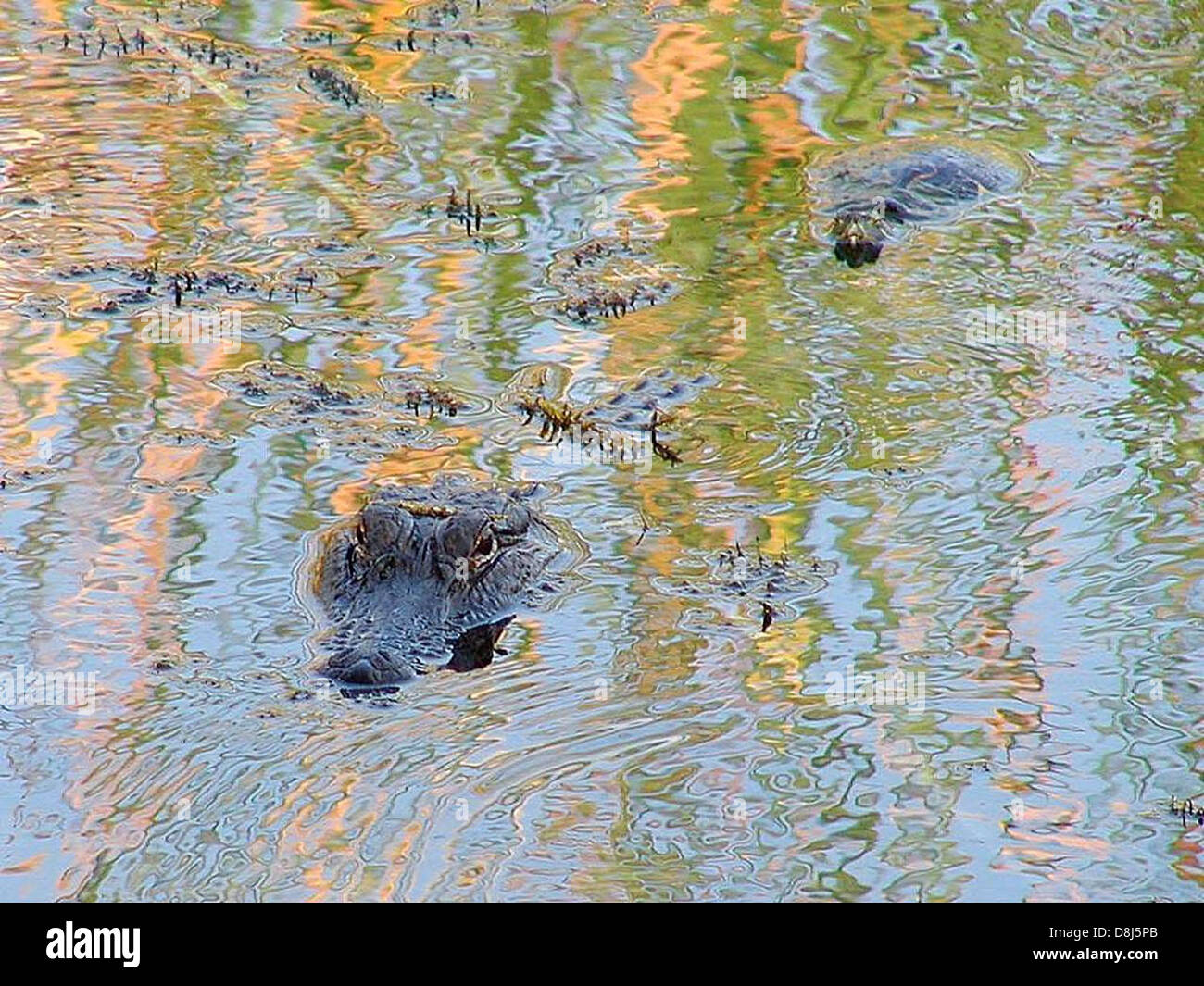 Gators aligators swamps Stock Photo - Alamy