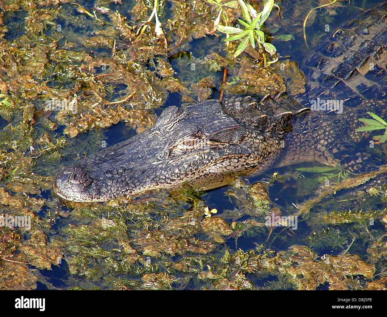 A close-up view of a gator in a swamp, with its dark green body ...