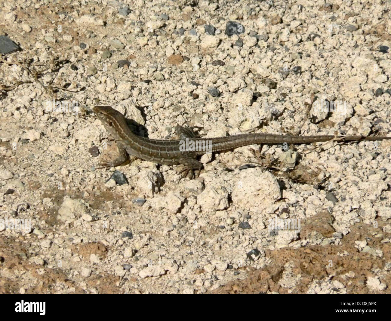 Specialized toe pads hi-res stock photography and images - Alamy