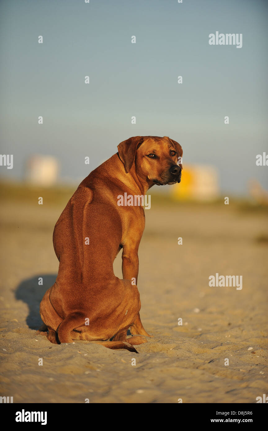sitting Rhodesian Ridgeback Stock Photo - Alamy