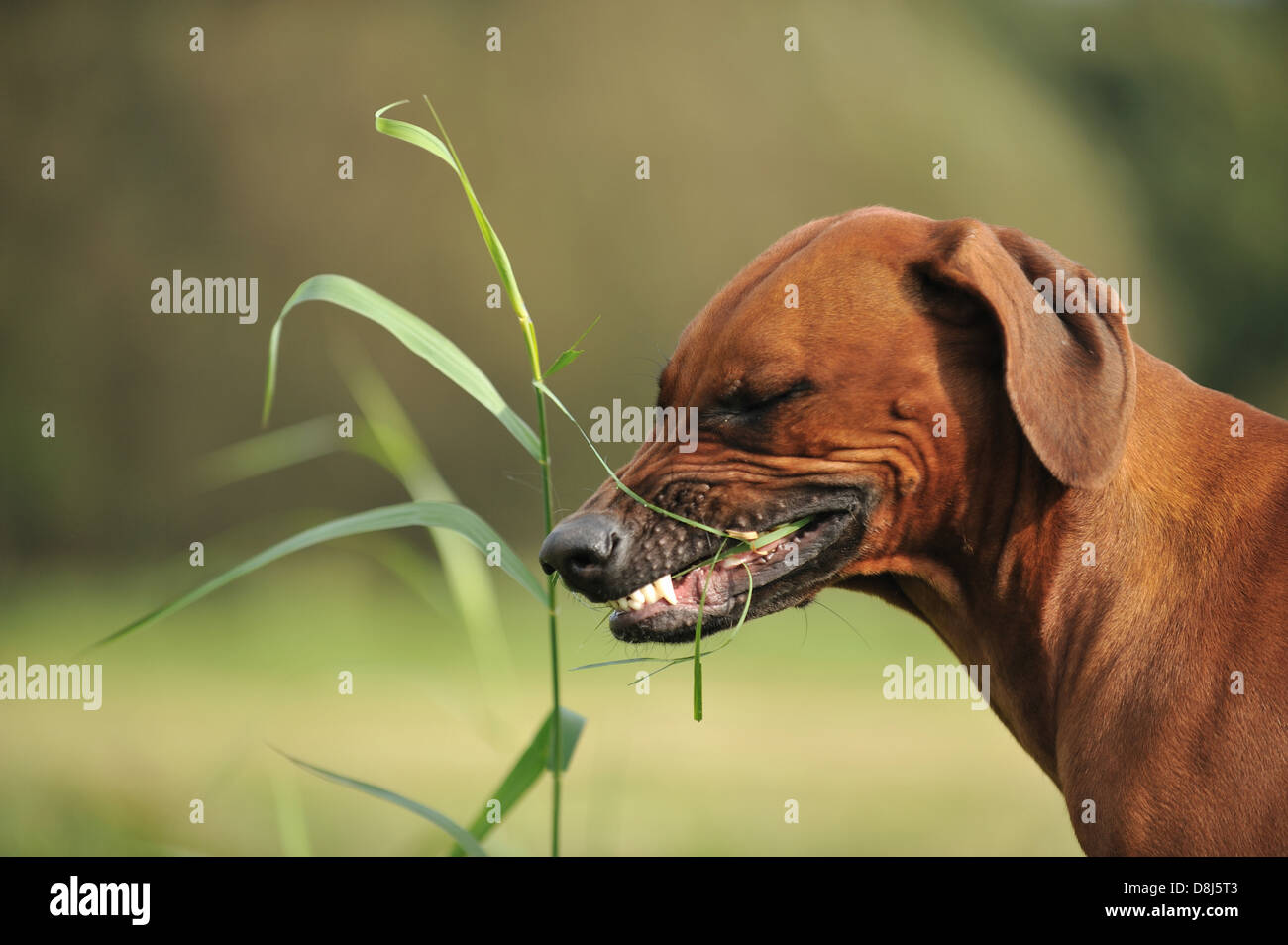Rhodesian Ridgeback Portrait Stock Photo - Alamy