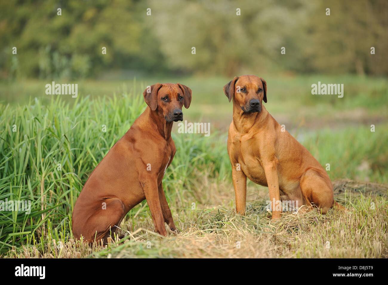 sitting Rhodesian Ridgebacks Stock Photo - Alamy