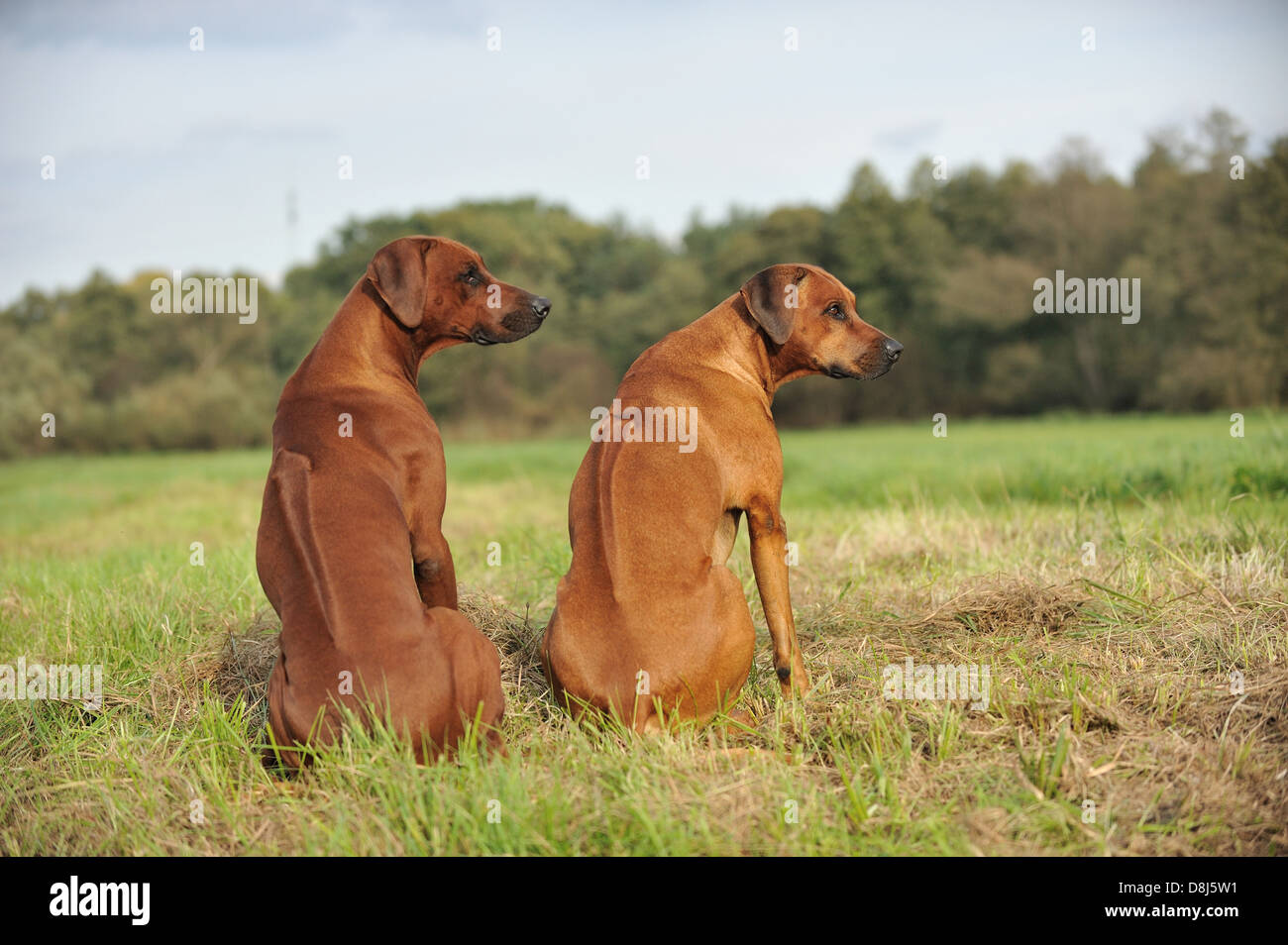 sitting Rhodesian Ridgebacks Stock Photo - Alamy