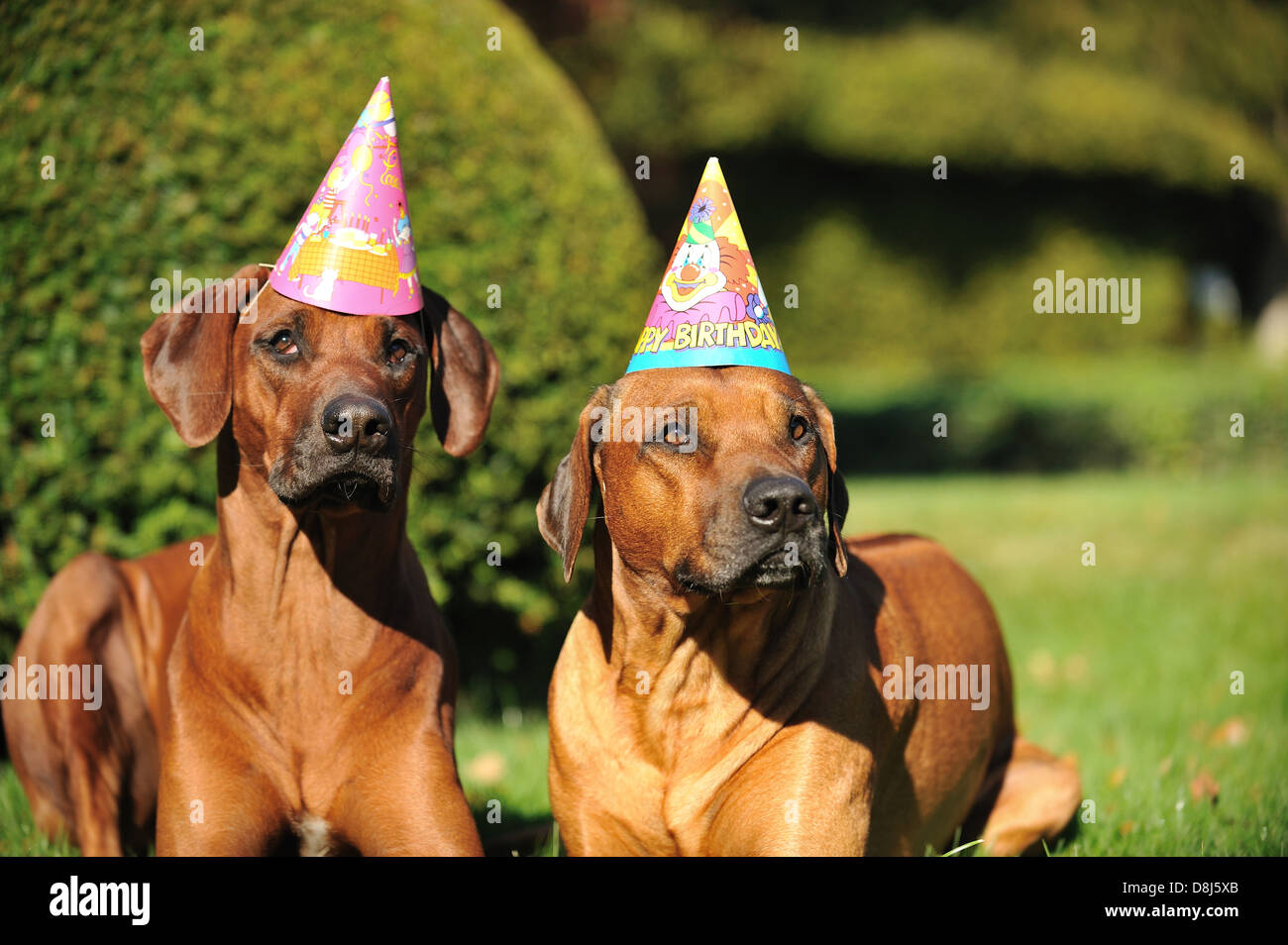 Birthday party outside adults hi-res stock photography and images - Alamy
