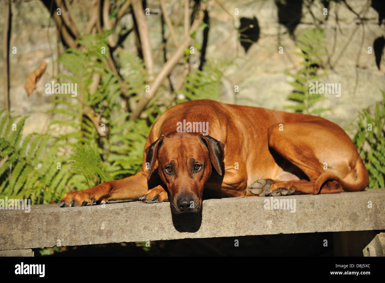 lying Rhodesian Ridgeback Stock Photo - Alamy