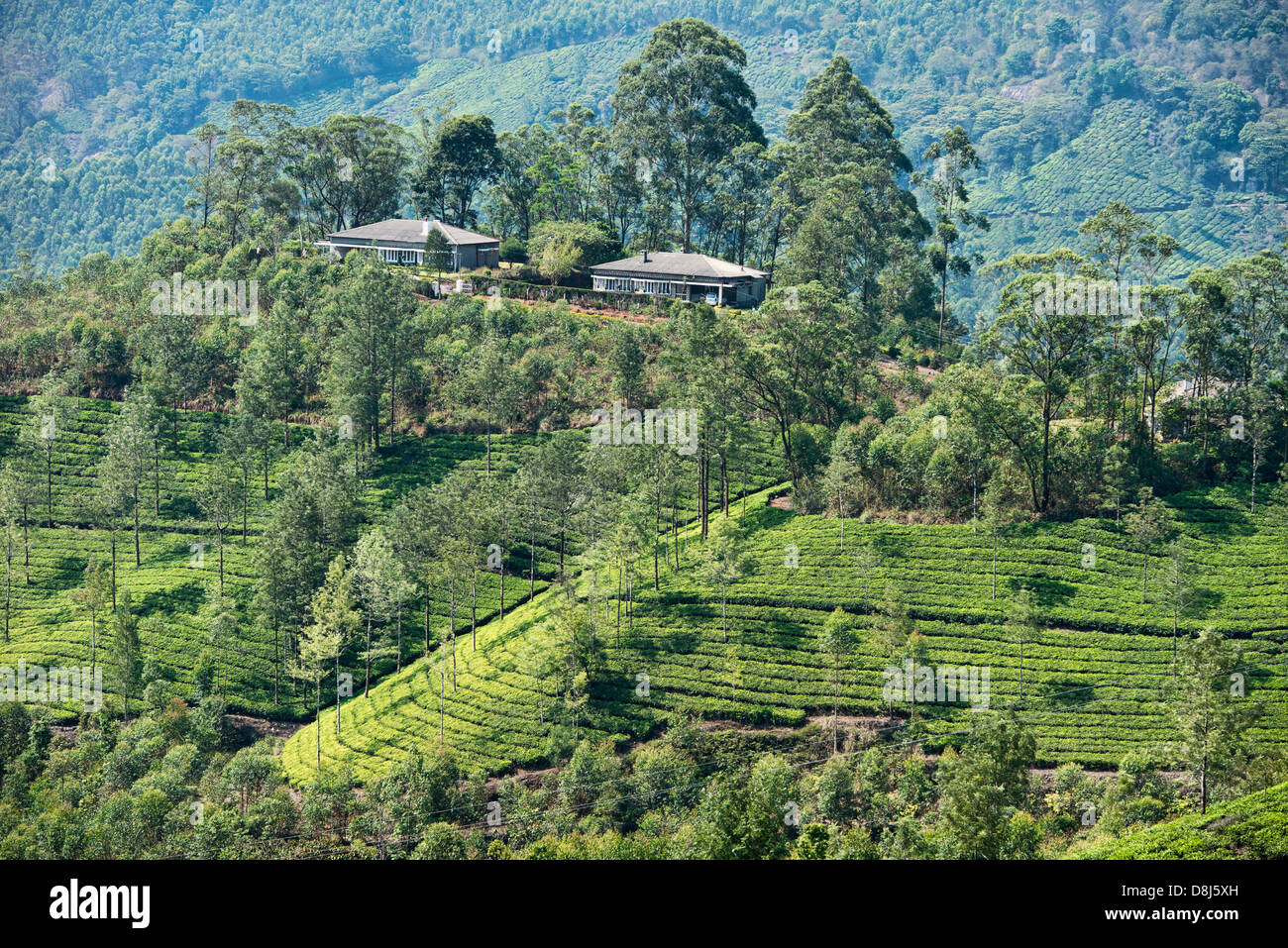 The beautiful tea plantations of Munnar, a hill station in Kerala ...